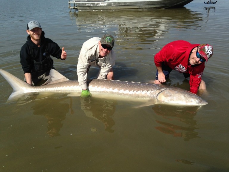 Sturgeon fishing Incredibleness! - Silversides Fishing Adventures