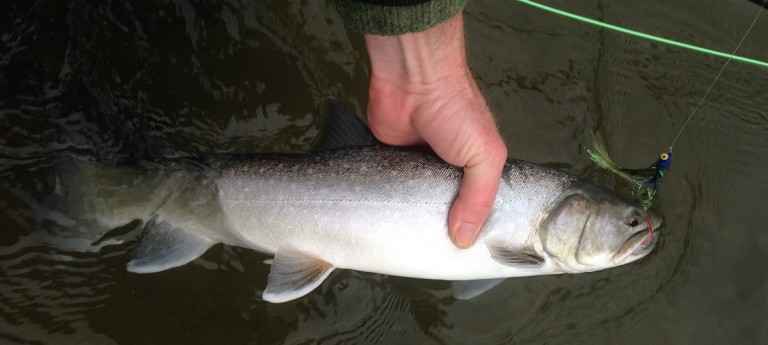April 12 Fly Fishing - When everything lines up! - Silversides Fishing ...