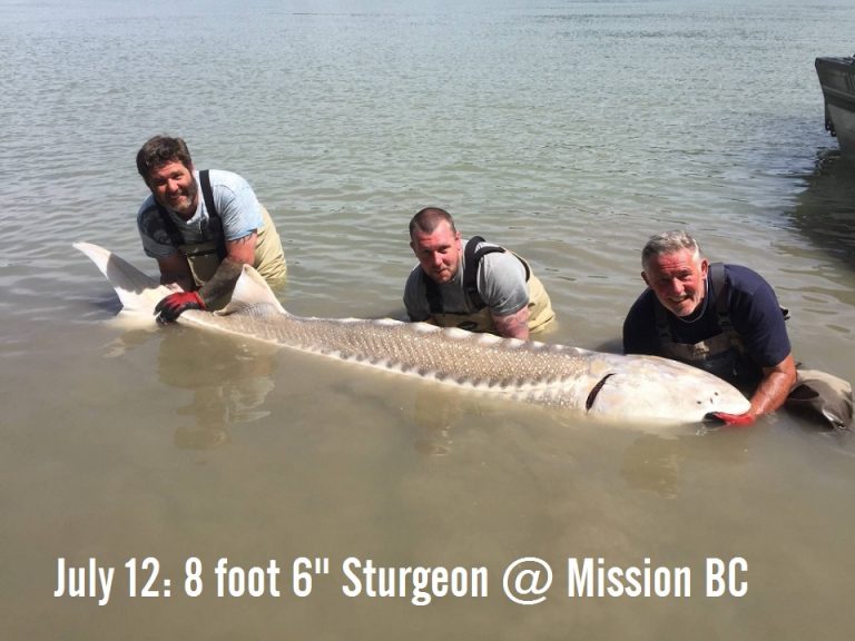Top 5 Fraser River Sturgeon for July 2017 - Silversides Fishing Adventures