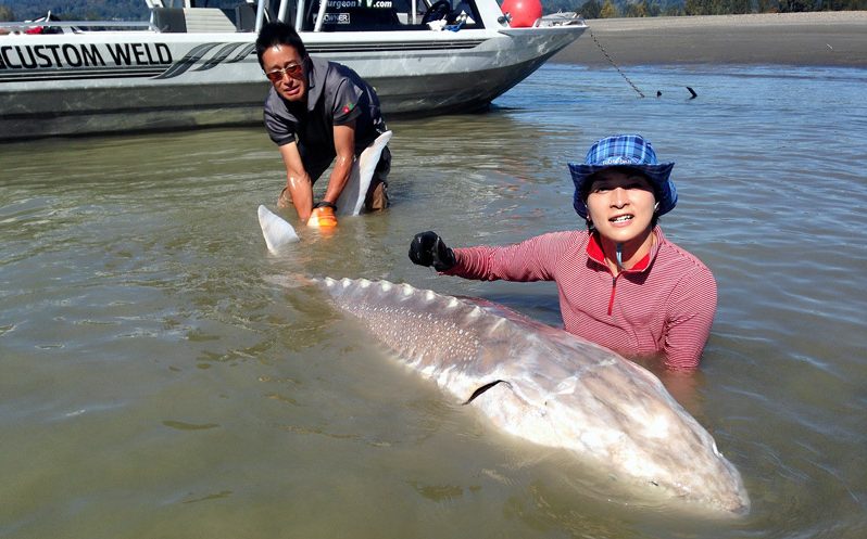 Sturgeon Fishing Guides Fraser River BC & Holiday Packages 🇨🇦